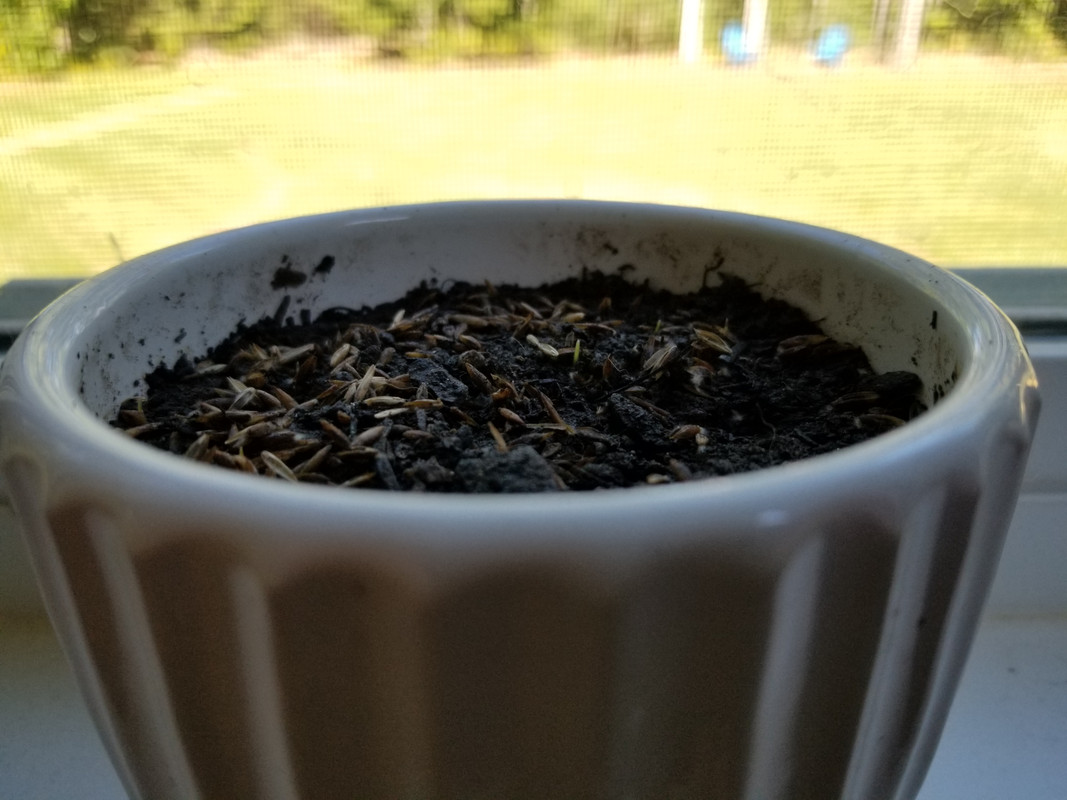 Four Fescues | Page 2 | Lawn Care Forum