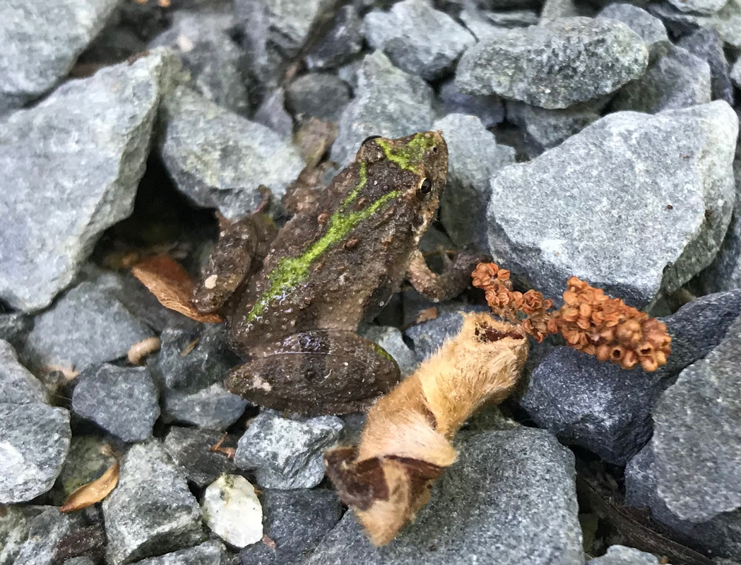 IMG 1375 — Postimages