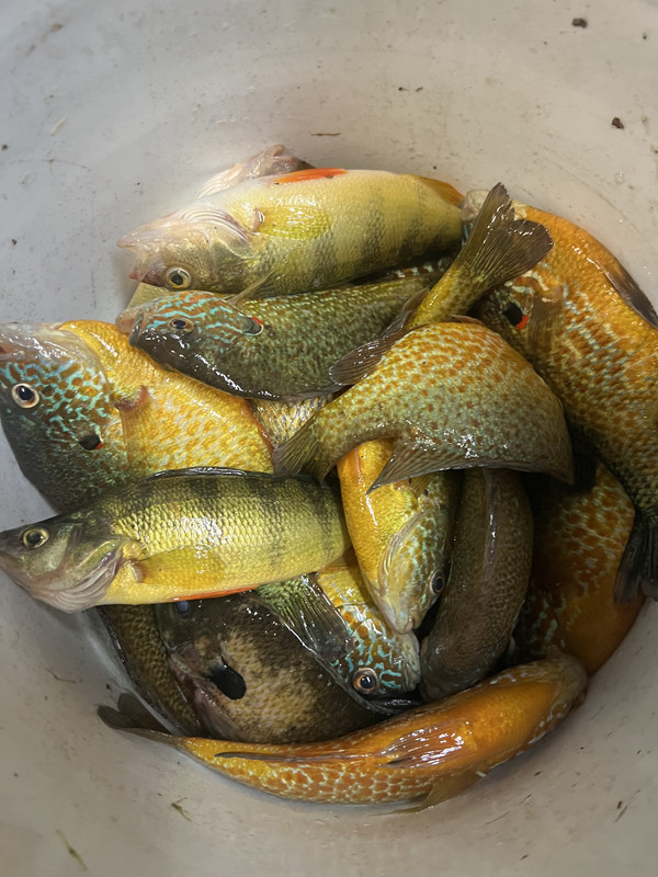 IMG 3247 — Postimages