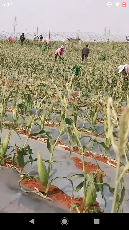 Screenshot 20230421 174223 — Postimages