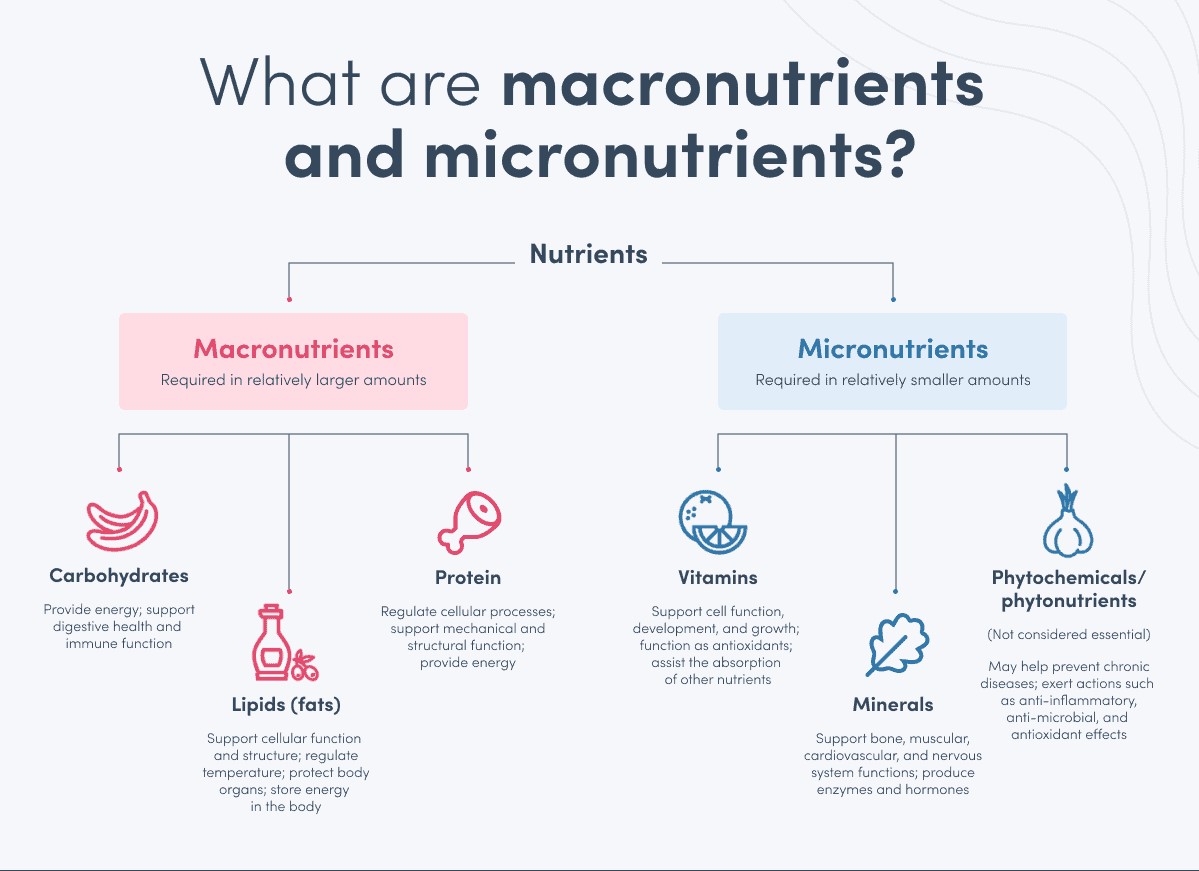 macronutrients and micronutrients infographic — Postimages