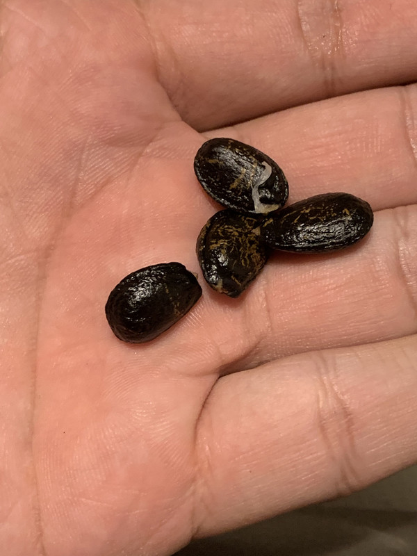 Unk SBYC seeds — Postimages