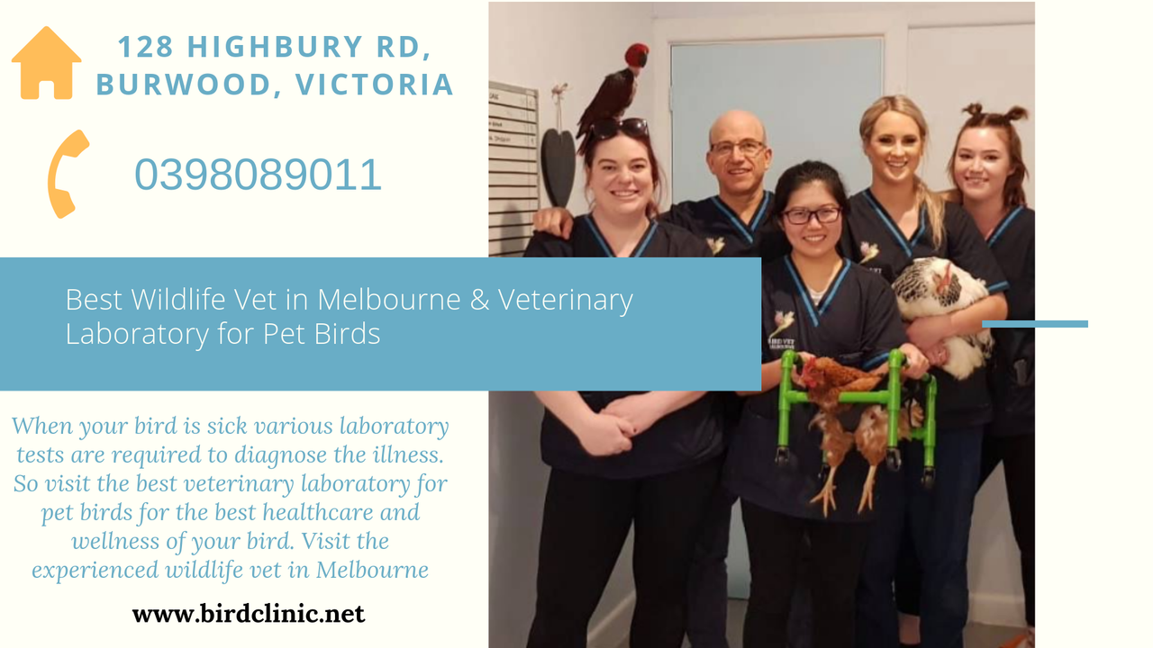 Best Wildlife Vet in Melbourne Veterinary Laboratory for Pet B — Postimages