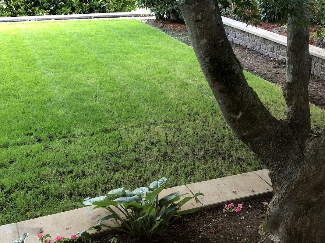 What can I blend ryegrass with? | Lawn Care Forum