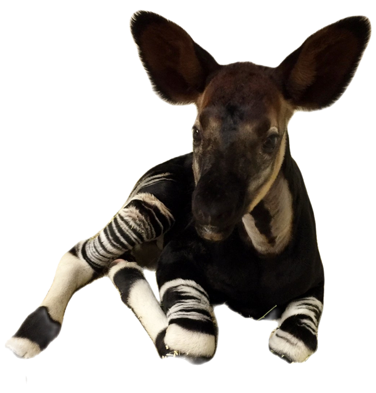 Screenshot 20240303 223636 Google — Postimages