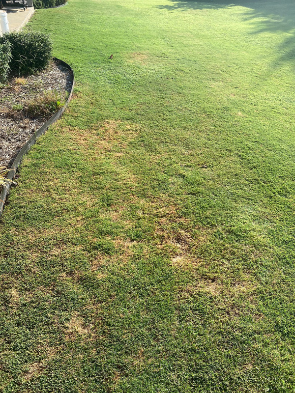 Heat Stress or Fungus? | Lawn Care Forum