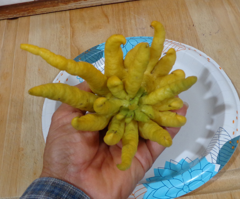 Buddhas Hand pic11 — Postimages