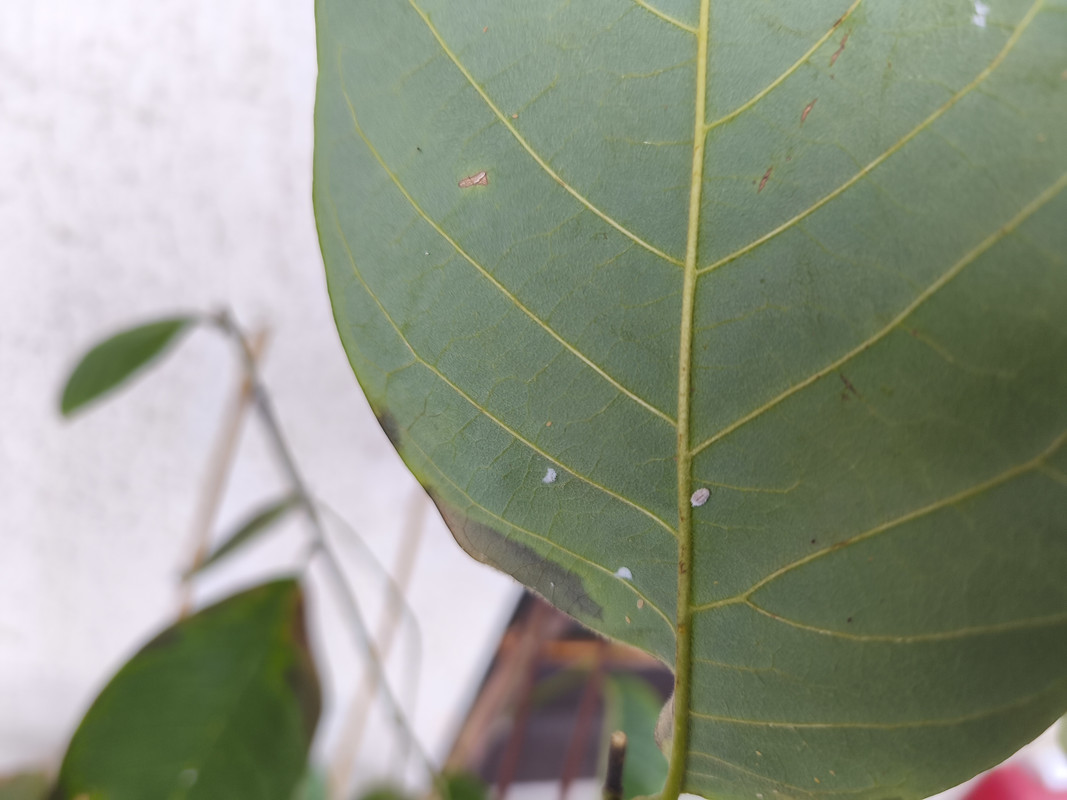 bugs 1 — Postimages