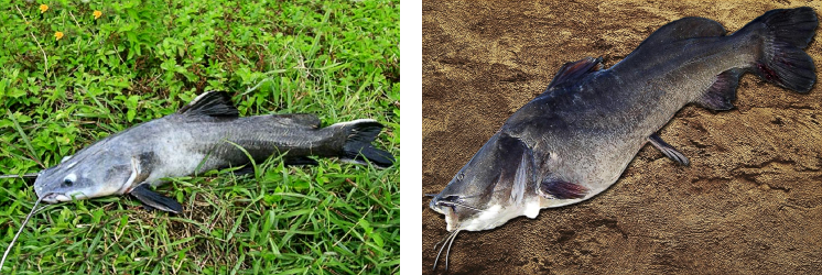 Багрус суданский - Б - Реальная русская рыбалка на 1546 рыб - World of ...