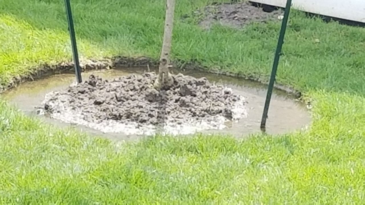 Tree mulch edging + poor drainage = Moat? | Lawn Care Forum