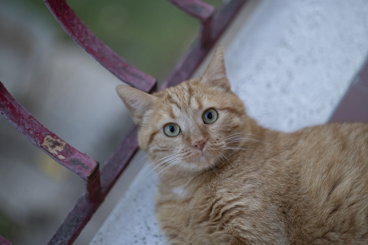 DAN 1025 — Postimages