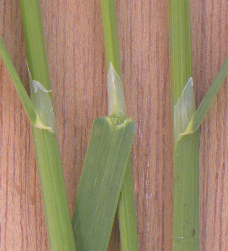 Ruwbeemdgras Poa trivialis ligula — Postimages