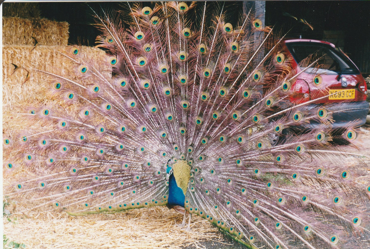 Mr P 2001 — Postimages