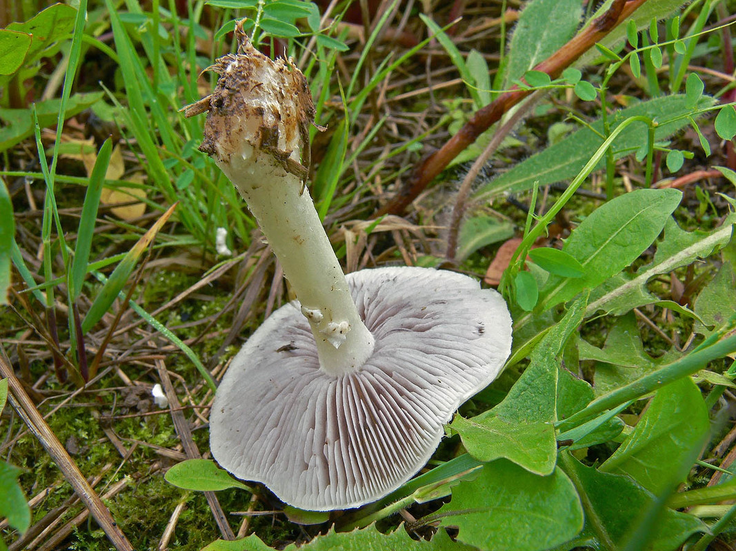 Stropharia sp2 SAE 20080524 — Postimages
