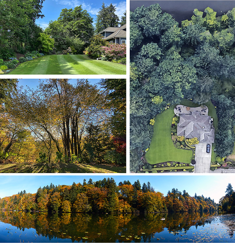 Big Leaf Maple Yard Google Map Fall Pano — Postimages