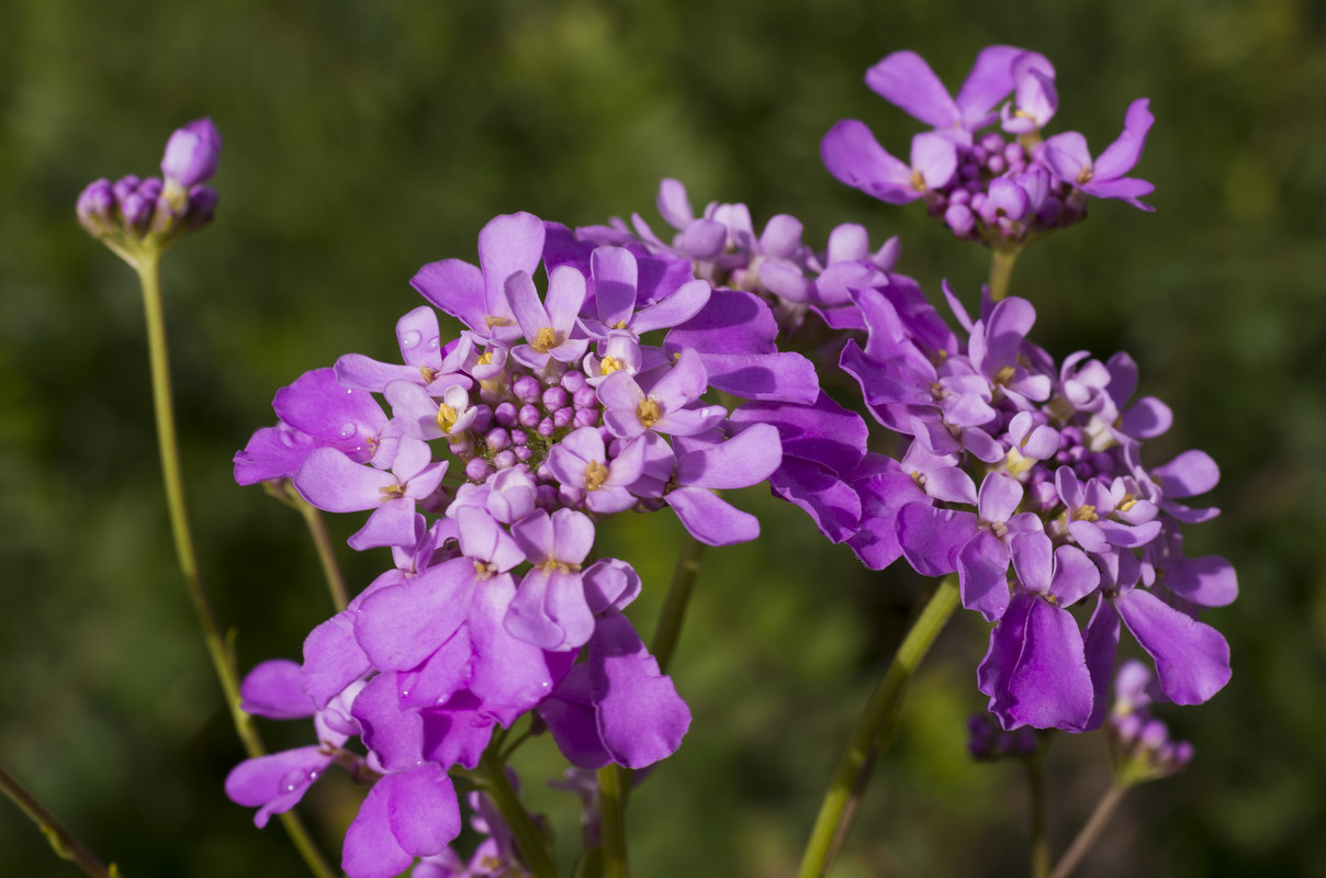 IGP1765 — Postimages