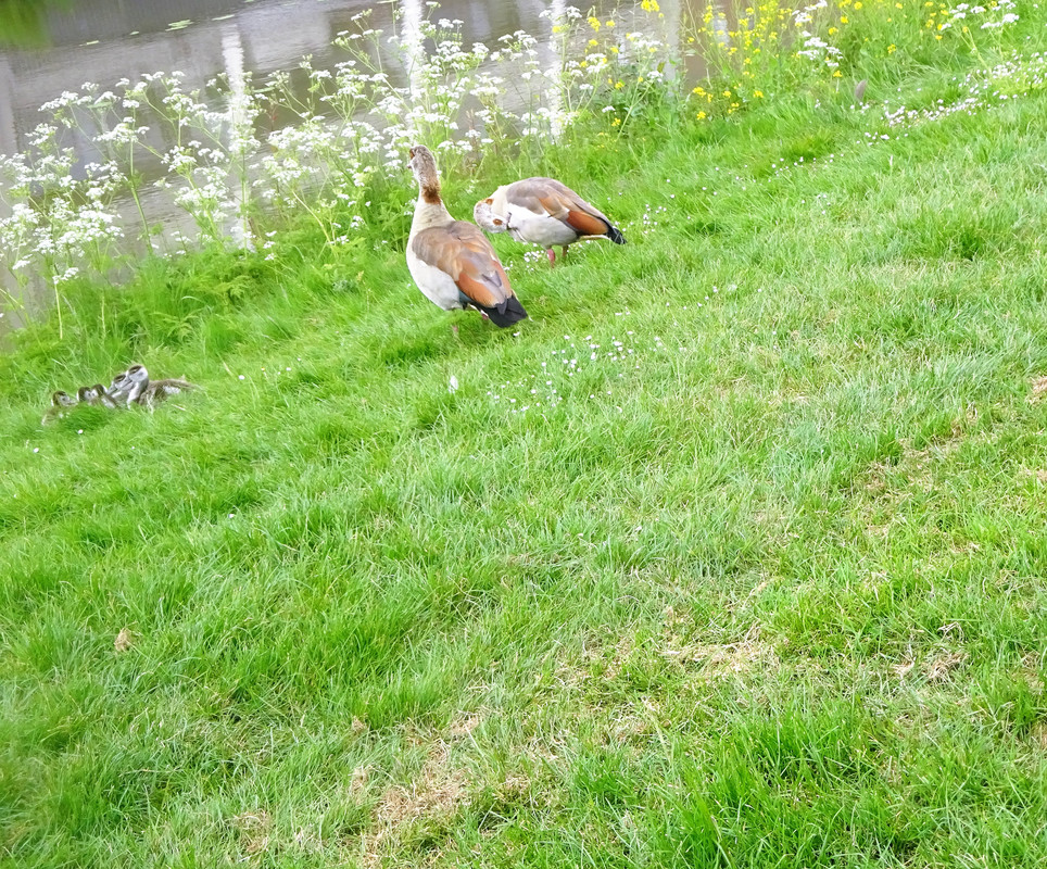 DSC03513 — Postimages