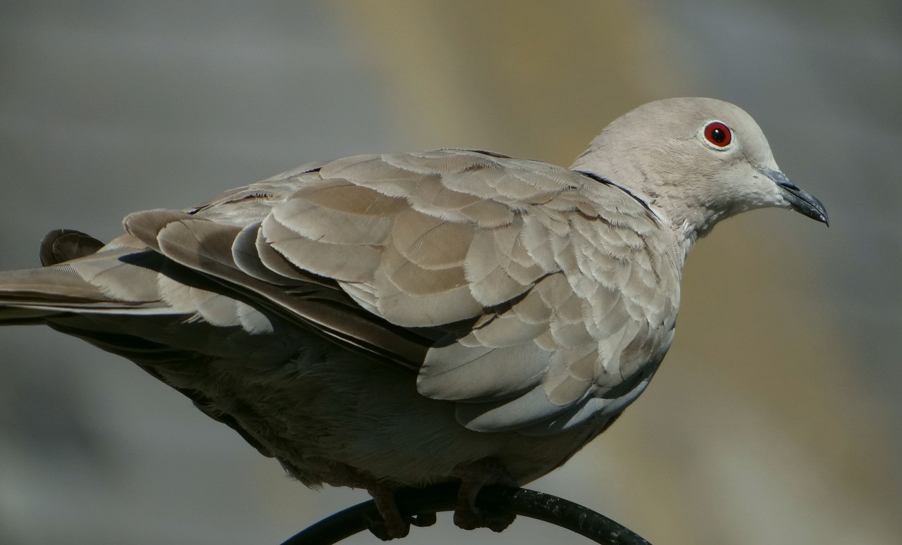 COLLARD DOVE 3 160723 — Postimages