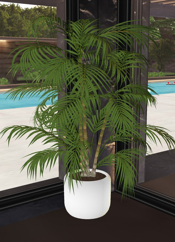 tree palm — Postimages