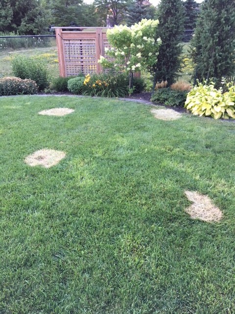 Snuffing out clumping fescue | Lawn Care Forum