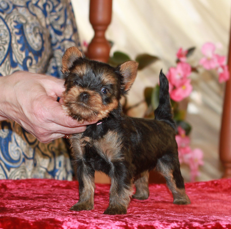 IMG 2395 (2) — Postimages