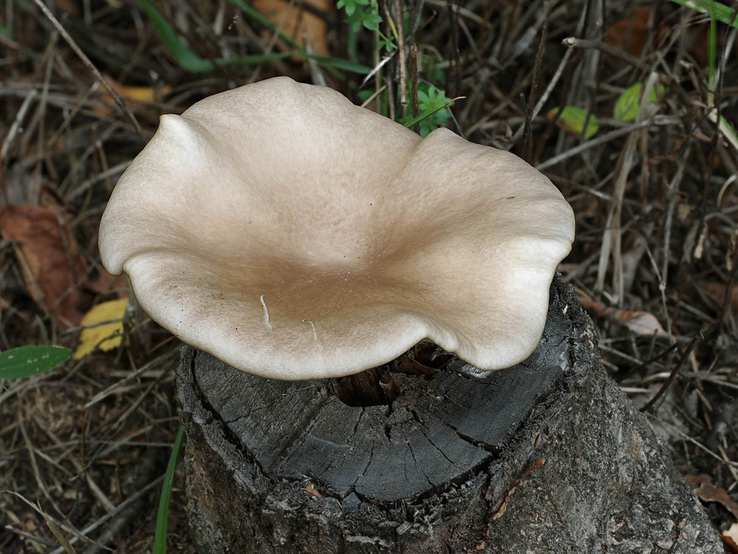 Lentinus sp 5 SAE 20210913 — Postimages