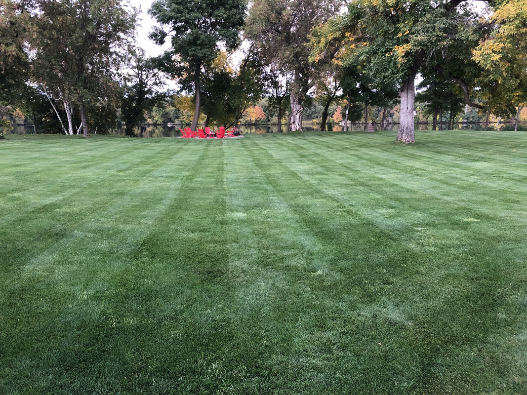 Introduce new KBG into existing KBG | Lawn Care Forum