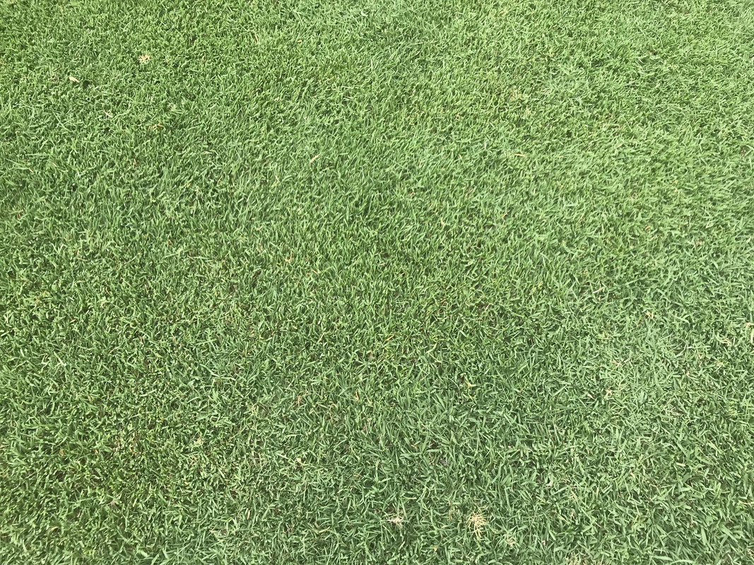 Bermuda runners and varieties | Lawn Care Forum