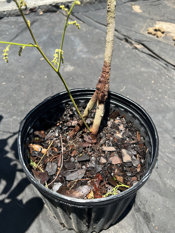 IMG 1729 — Postimages