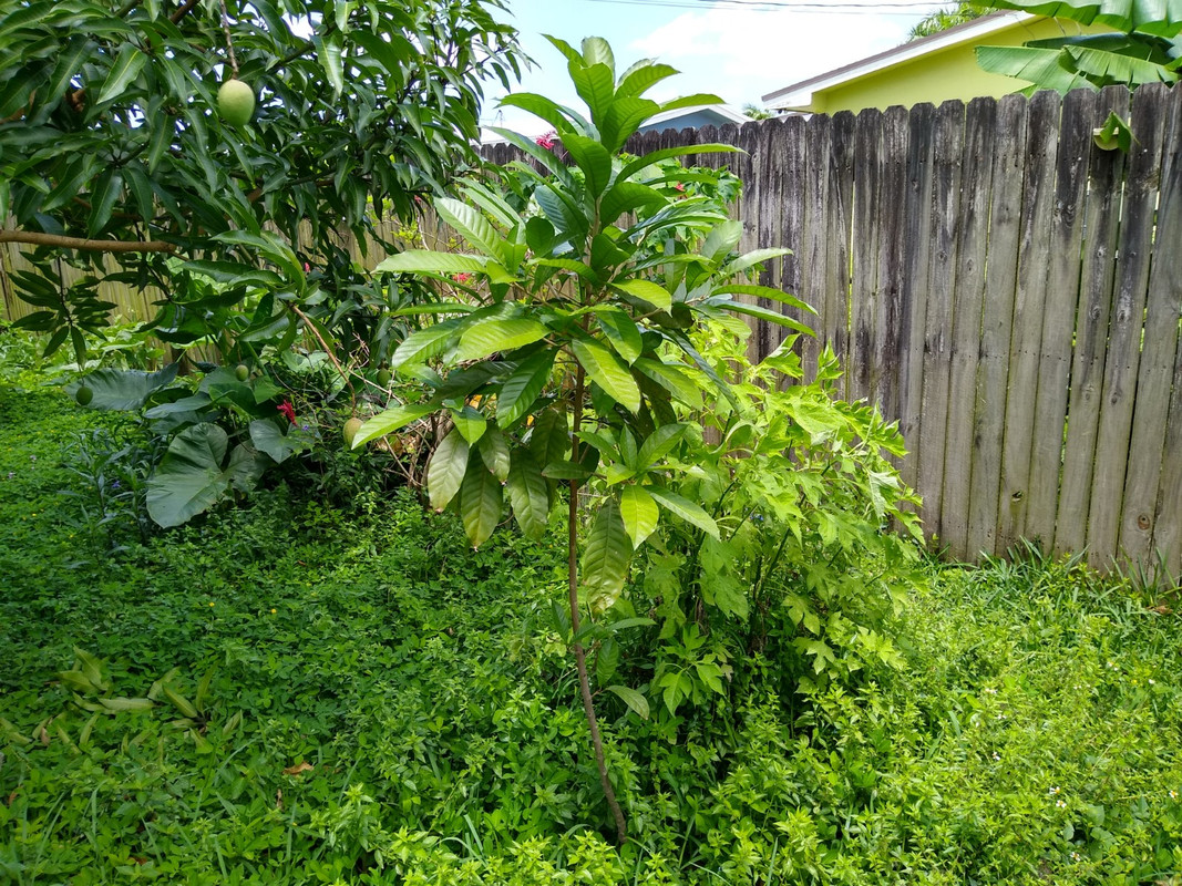 Ross Sapote — Postimages