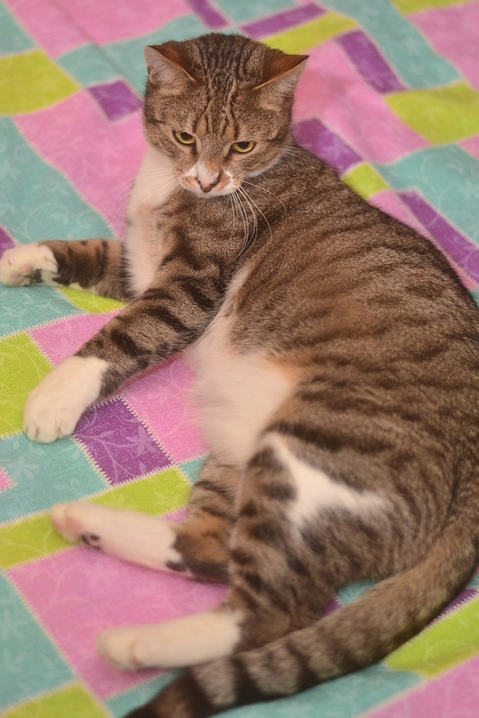 CSC 1211 — Postimages