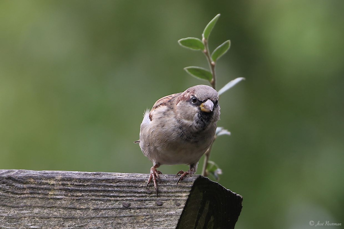 IMG 3130 — Postimages