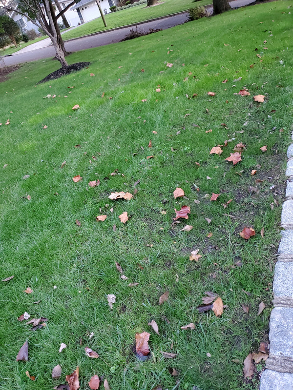 is this poa triv? can it be active at this time? | Lawn Care Forum