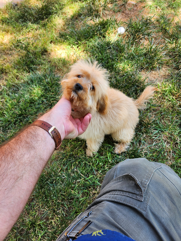 Selling designer dogs(golden doodle, weiner, french bulldogs). I ...