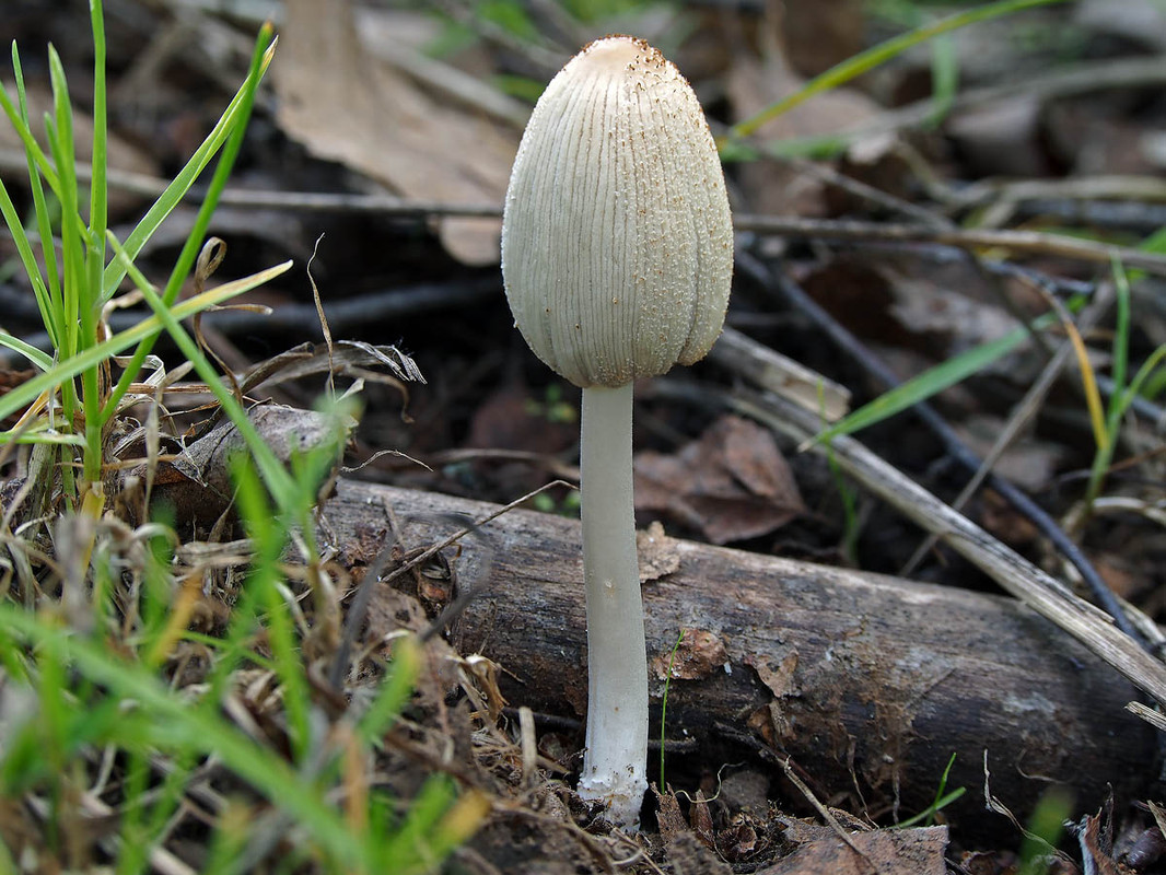 Coprinus sp1 SAE 20160610 — Postimages