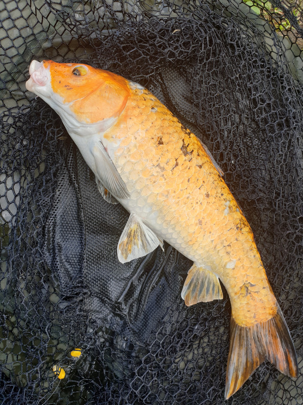 20210518 144444 — Postimages