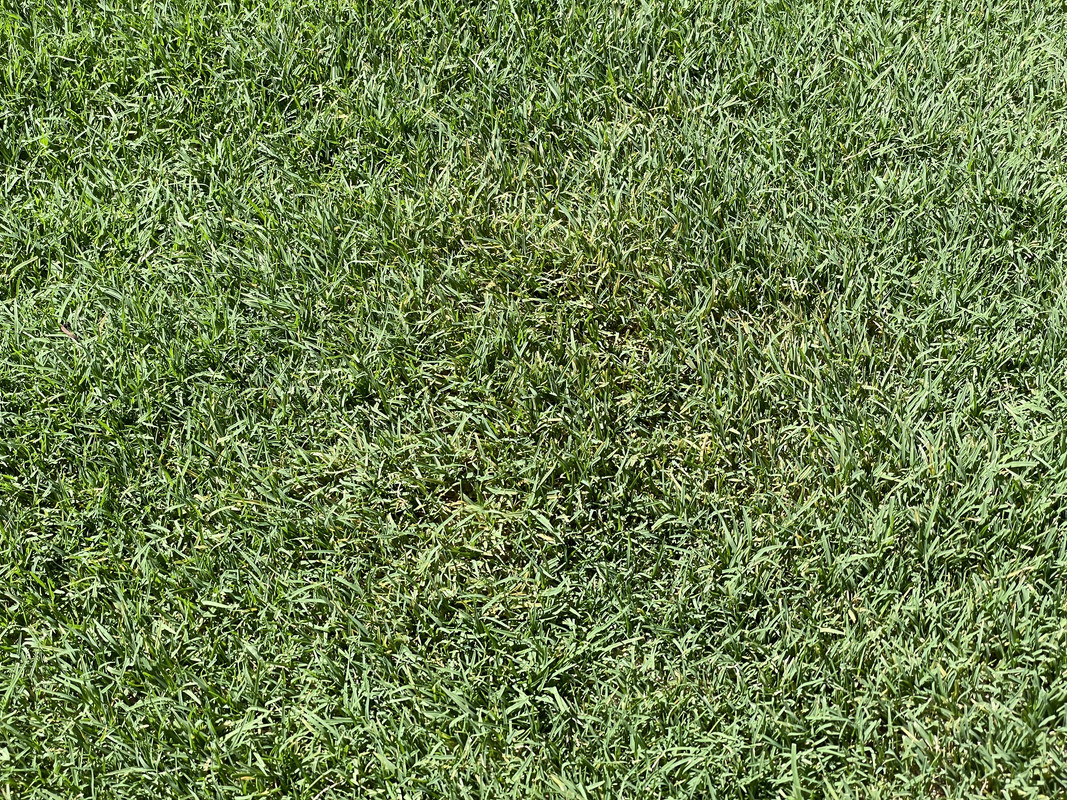 Iron Deficiency or Fungus? Yellow Spots in TifTuf | Lawn Care Forum