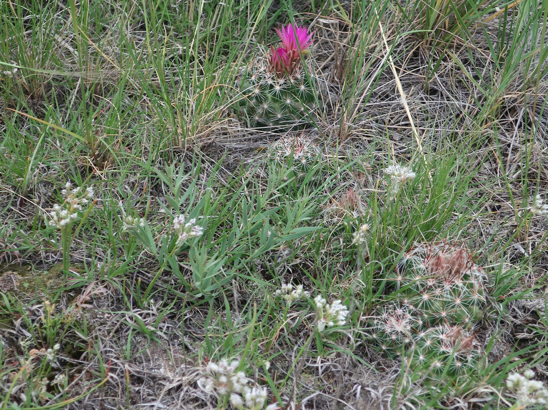 Prairie Blooms 2020 - 22 - CactiGuide.com