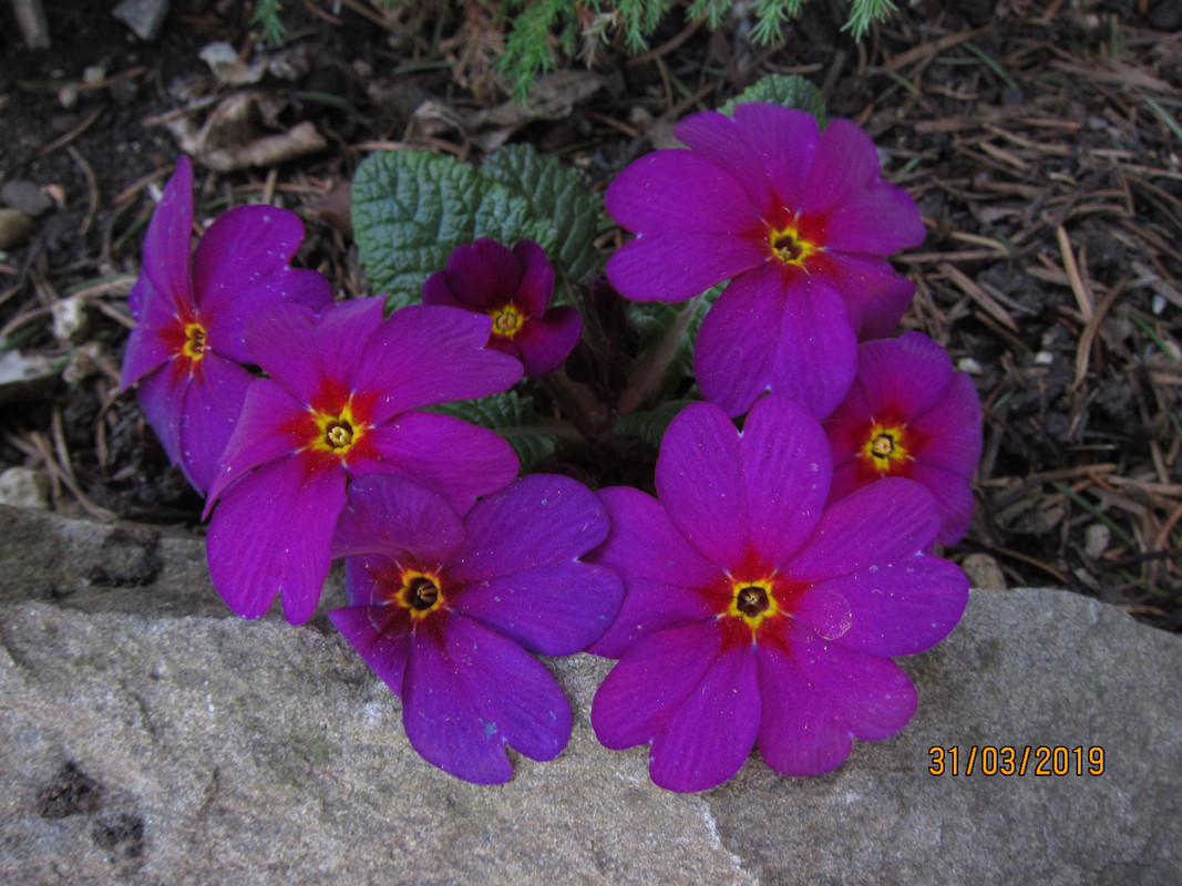 IMG 1696 — Postimages