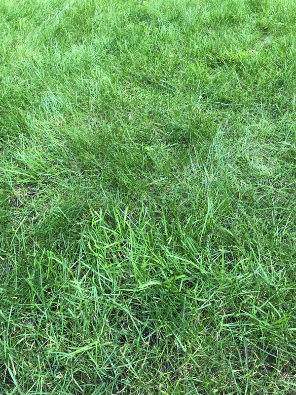 Light colored grass? | Lawn Care Forum