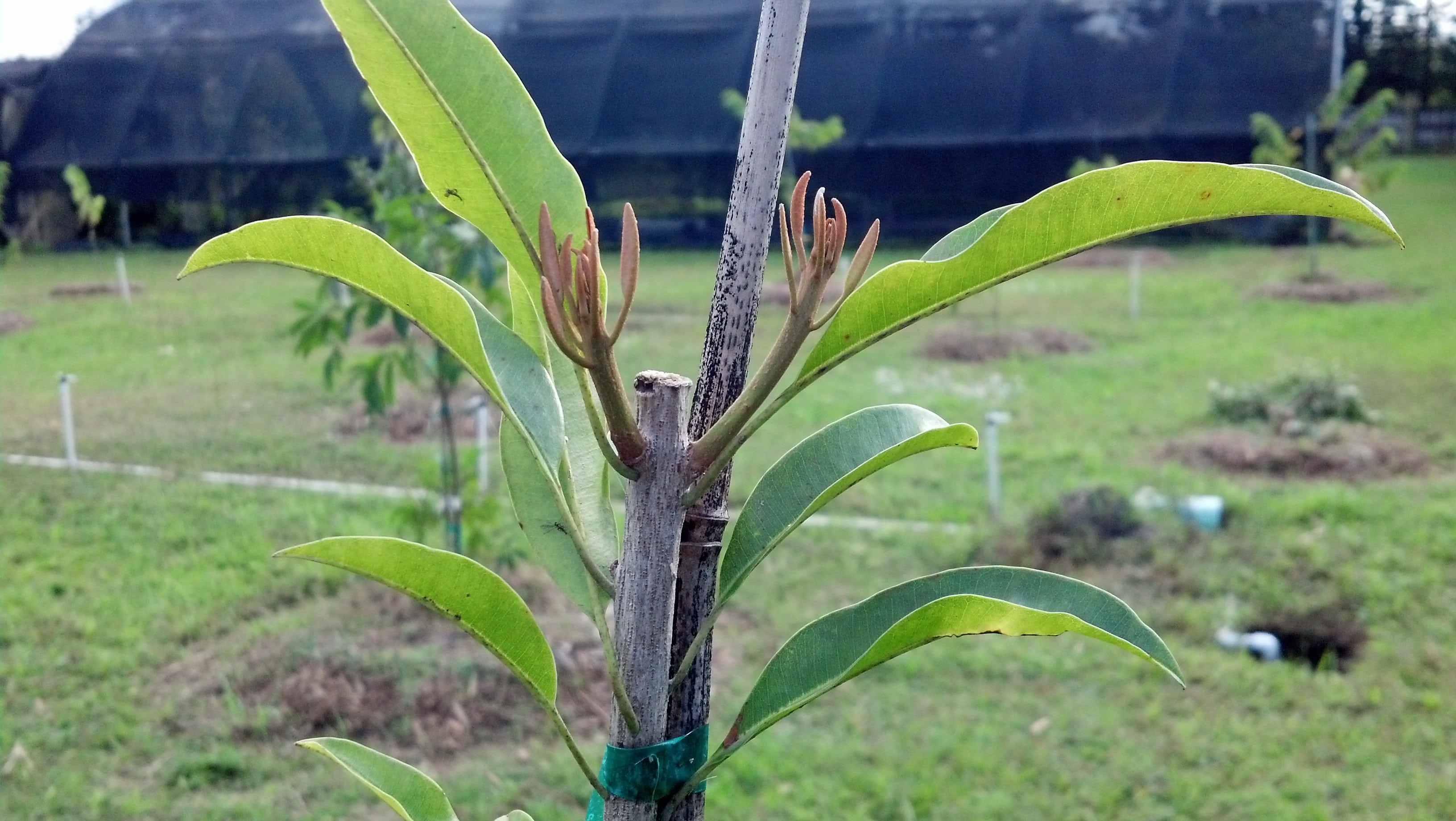 Hasya Trim — Postimages