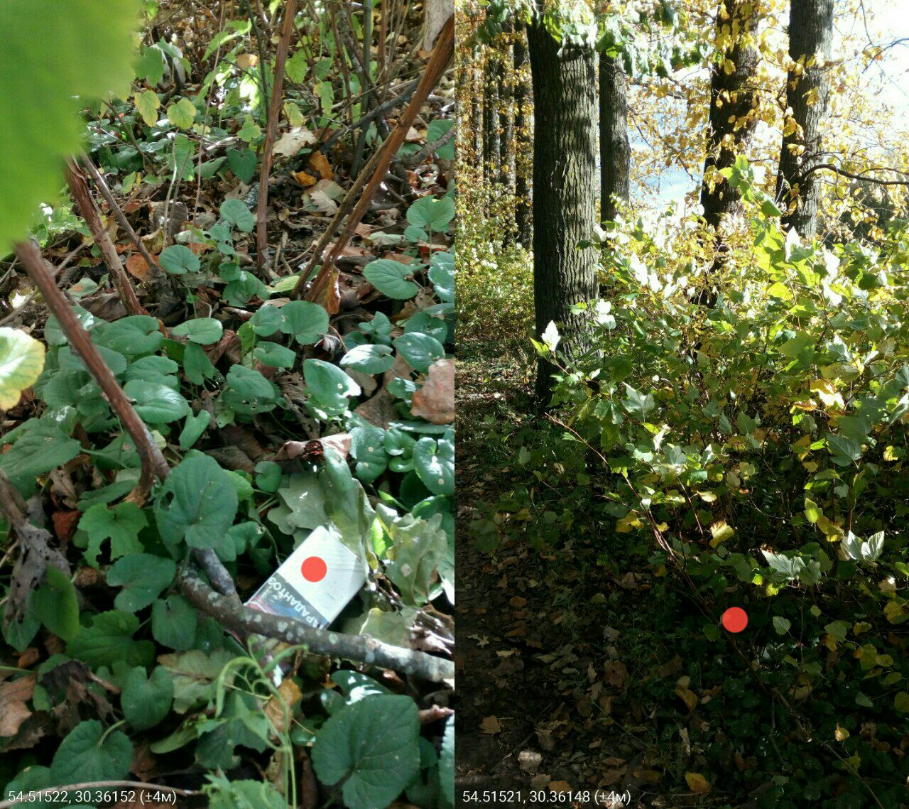 2 (28) — Postimages