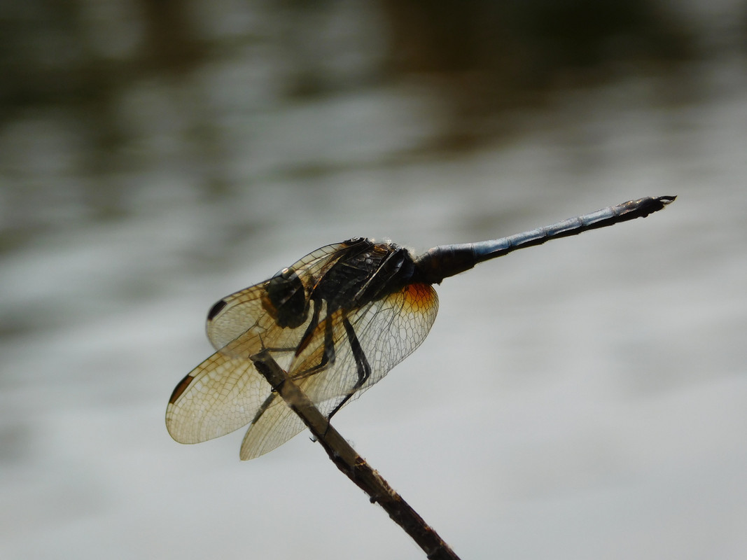 DSCN6838 — Postimages