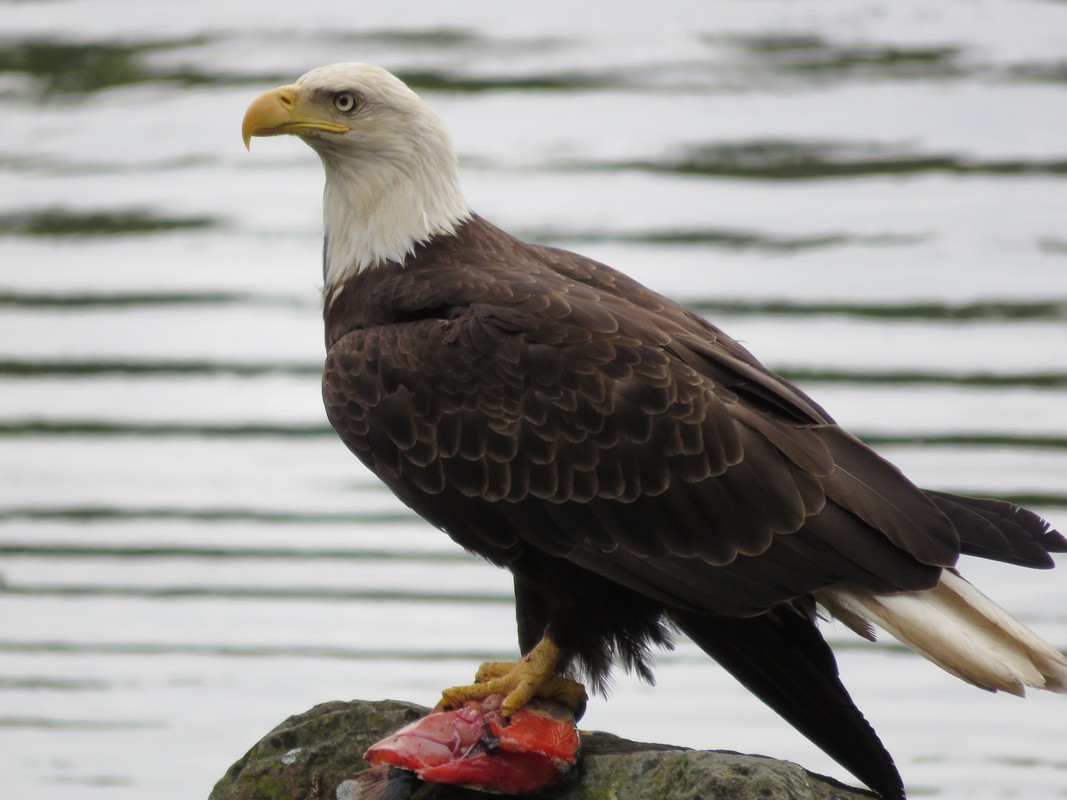 IMG 1663 — Postimages