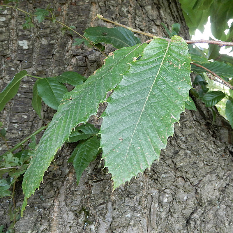 Sweet Chestnut Leaf 2024 09 03 098 — Postimages