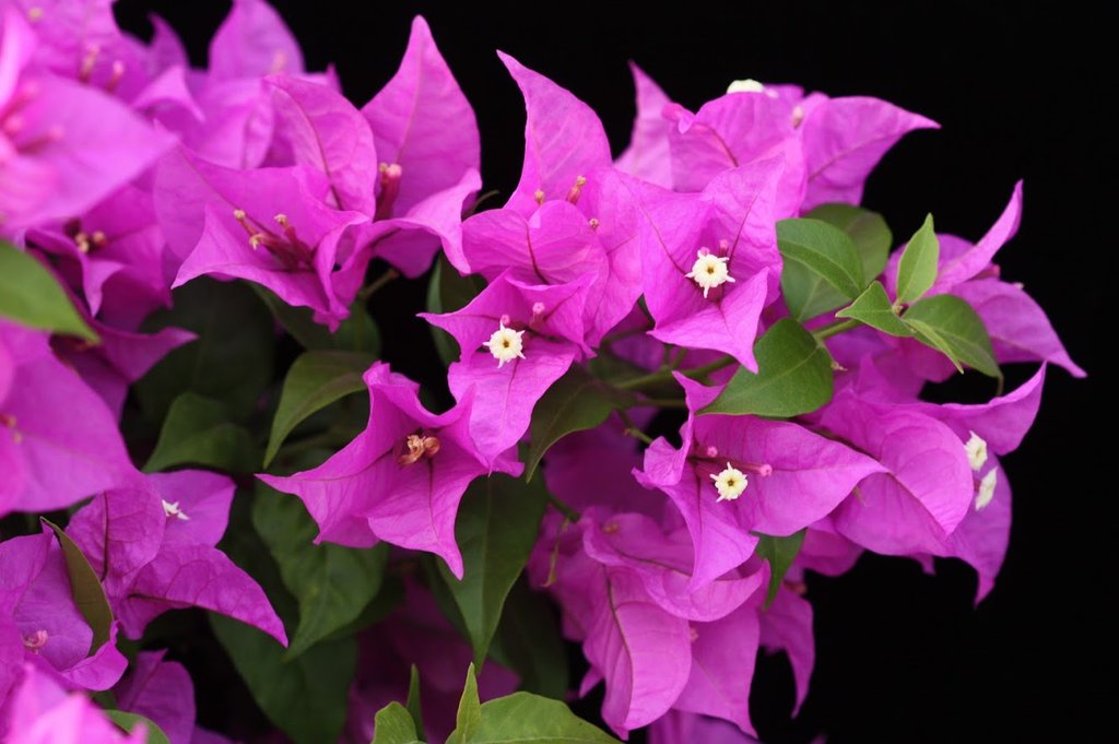 The Charm of Ancient Thai Flowers and Traditional Fragrant Plants You ...