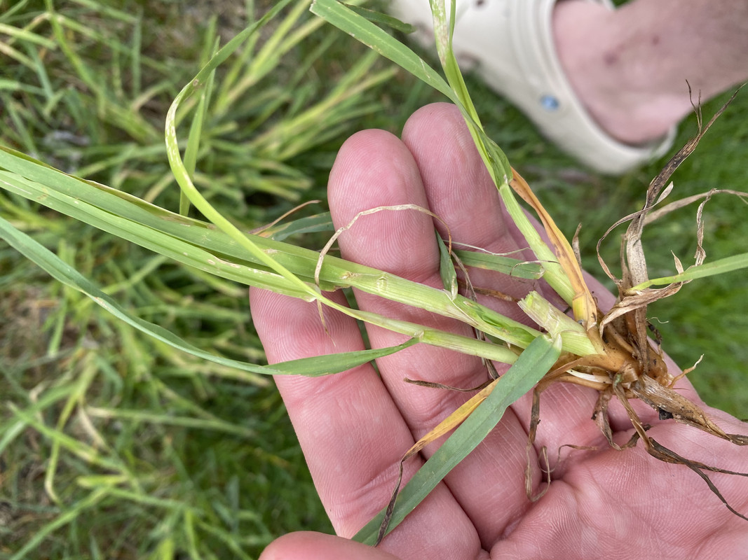 853 CDBDD 3085 4897 96 C7 E7 CCACE10 E72 — Postimages