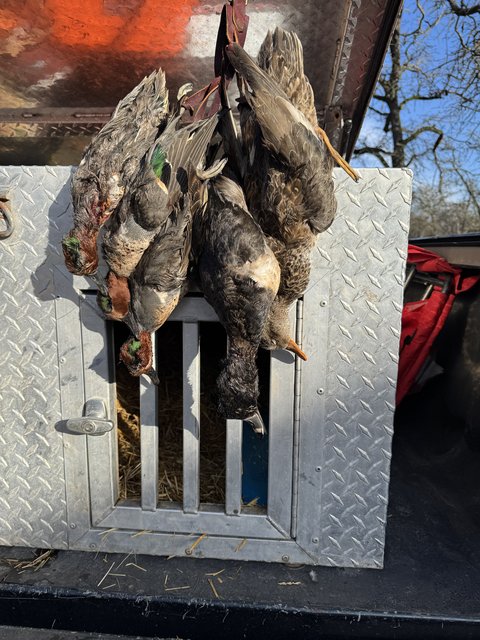 Christmas at the in laws duck hunt - 24hourcampfire