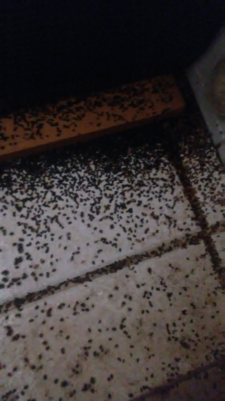 Little Black Worms In Bathroom How To Identify Bugs In Your Home