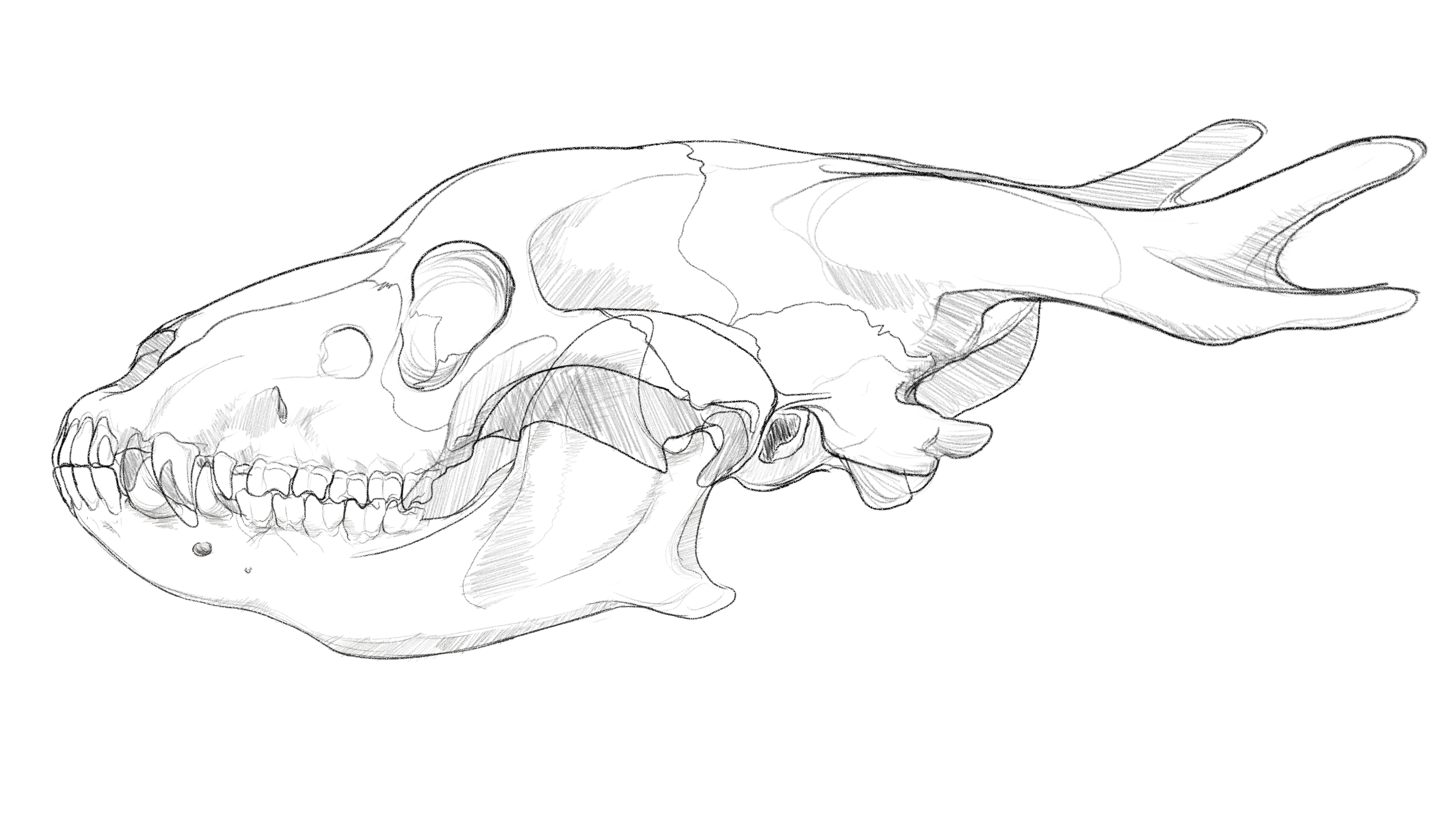 mirror skull — Postimages